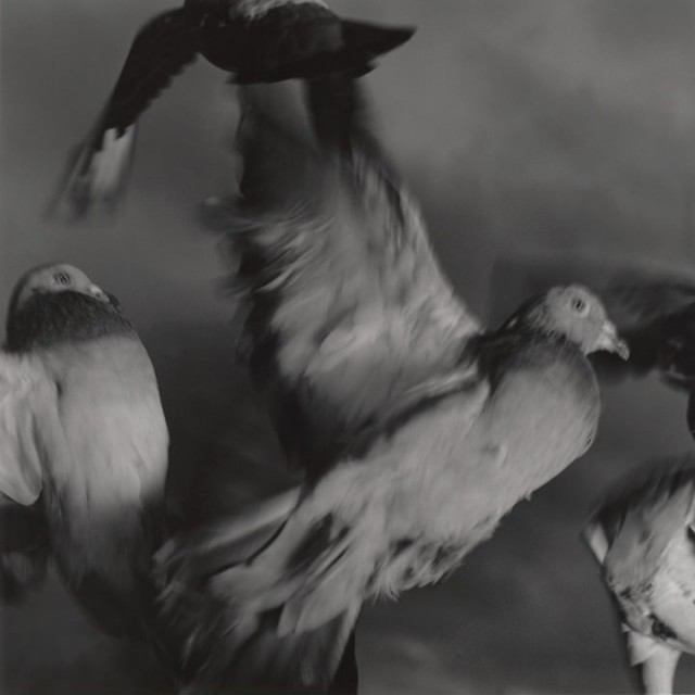 Birds - Yuki Onodera